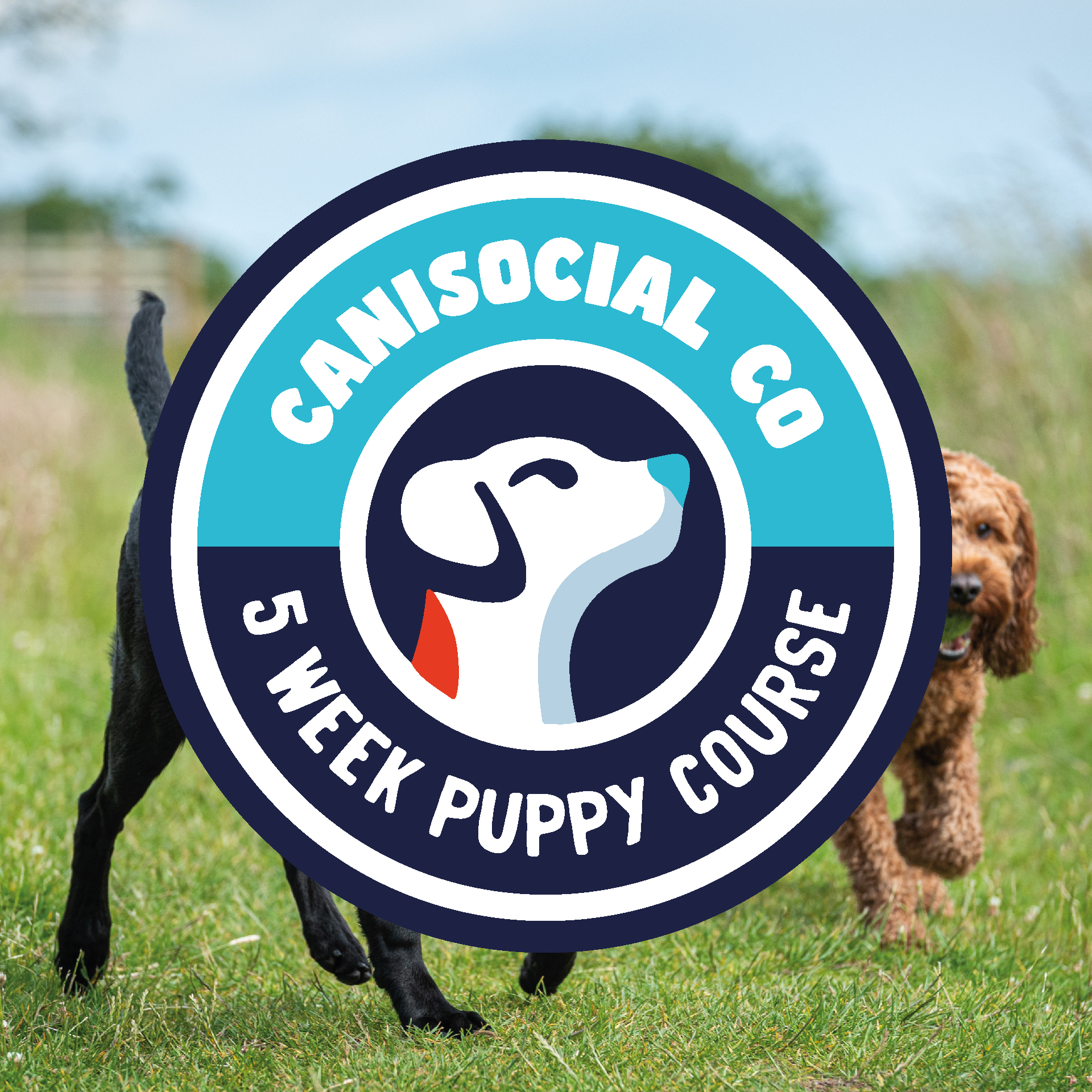 5 Week Puppy Course - Canisocial Co | North East Dog Training