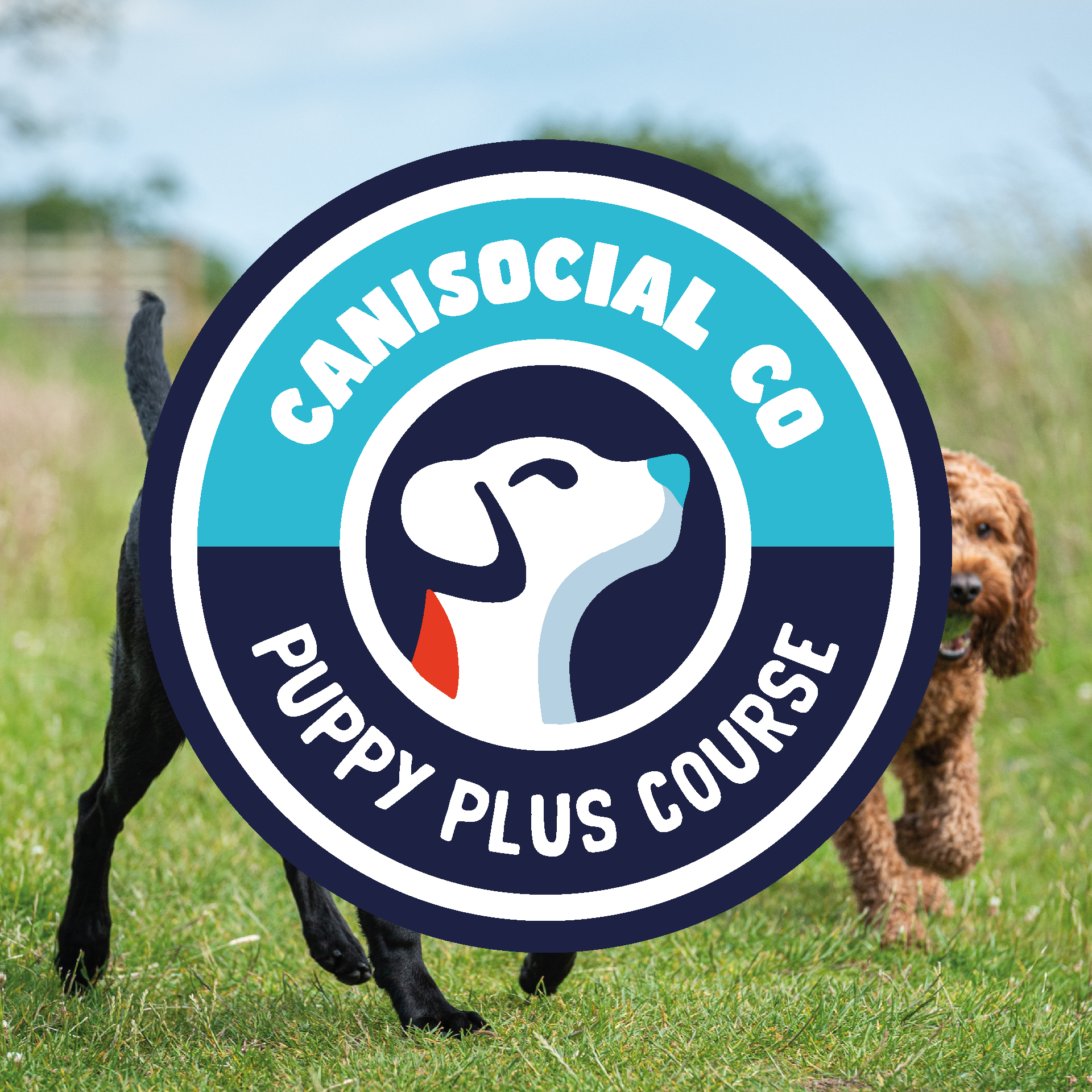 Puppy Plus Course - Canisocial Co | North East Dog Training